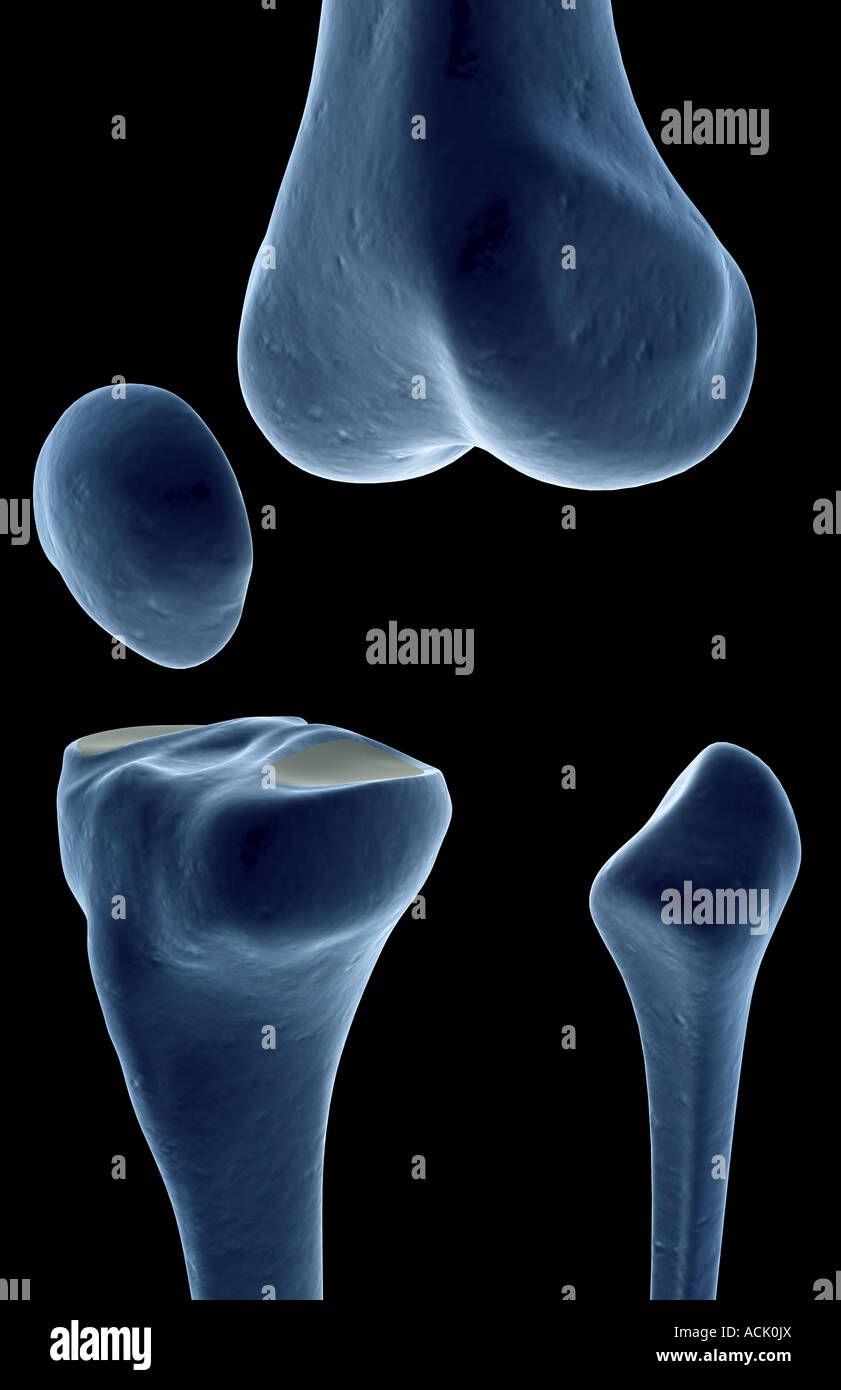 Medial femoral condyle hi-res stock photography and images - Alamy