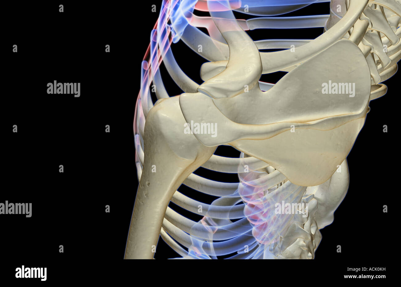 The bones of the shoulder Stock Photo - Alamy