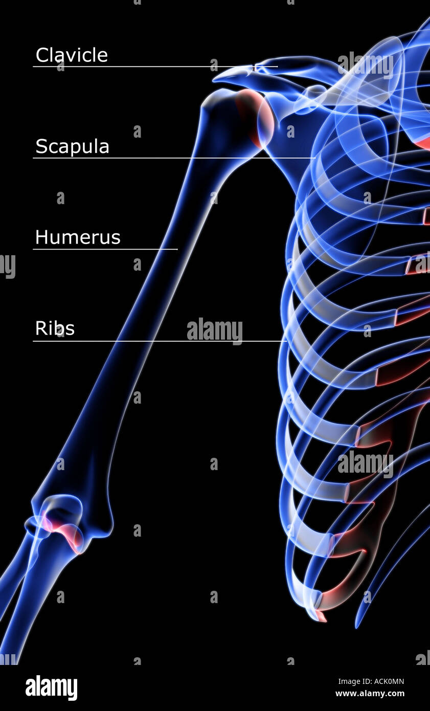 The bones of the shoulder Stock Photo - Alamy