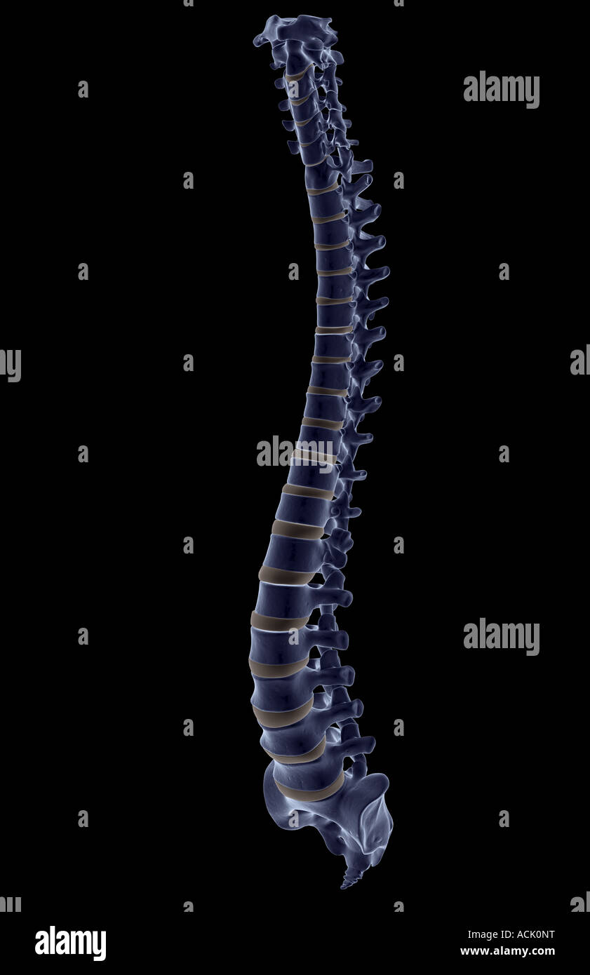 The vertebral column Stock Photo - Alamy