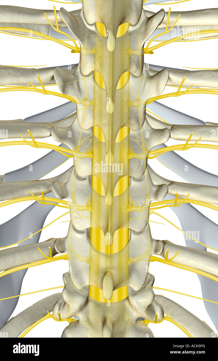 Thoracic Nerves High Resolution Stock Photography and Images - Alamy