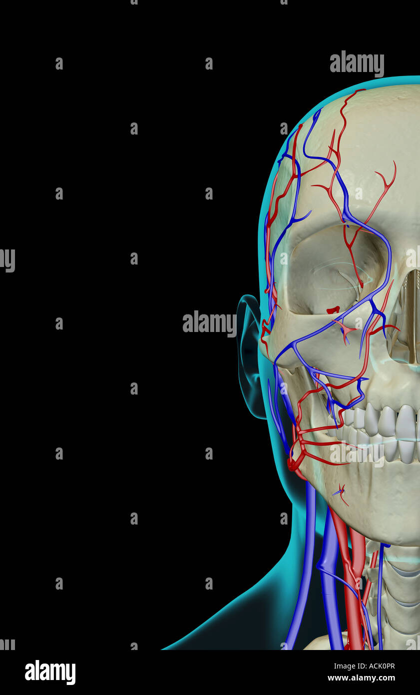 Facial Artery High Resolution Stock Photography and Images - Alamy