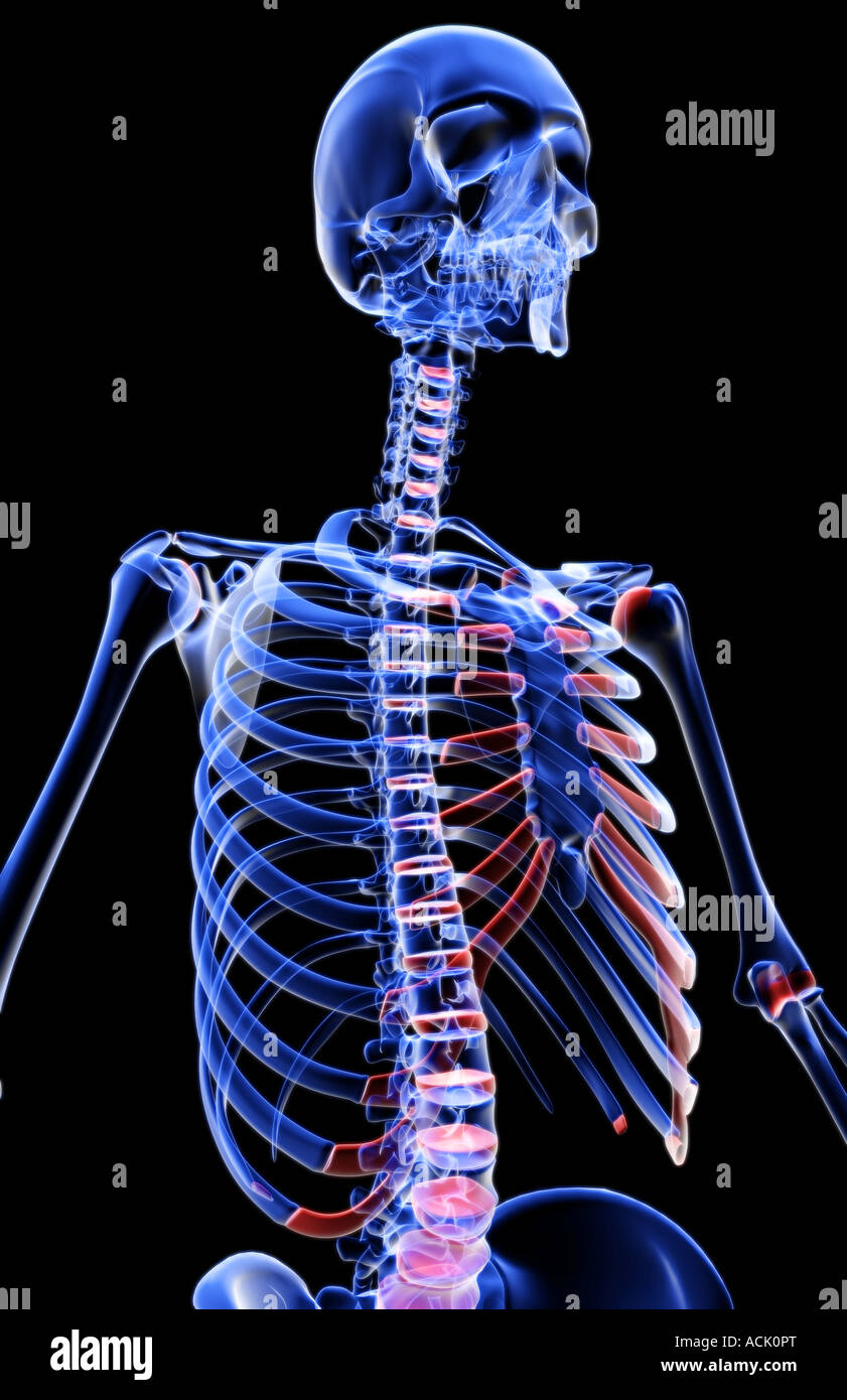 Bone structure of the upper body hi-res stock photography and images ...