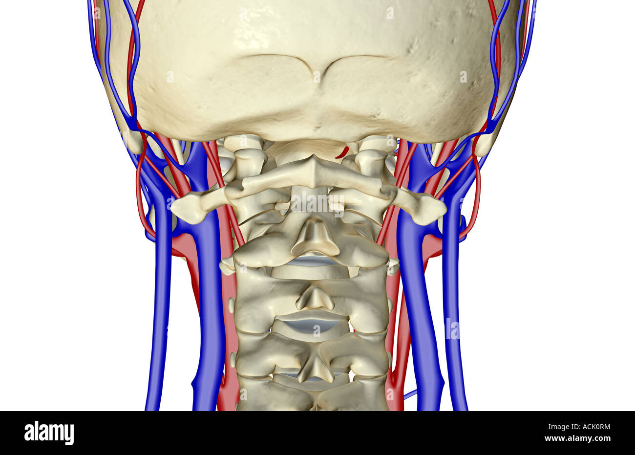 Blood Vessels Of The Neck High Resolution Stock Photography and Images ...