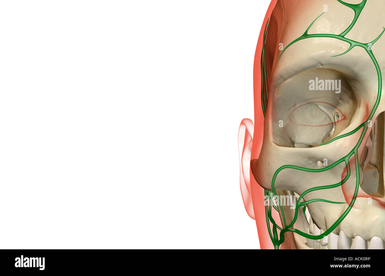 Lymph vessels face hi-res stock photography and images - Alamy