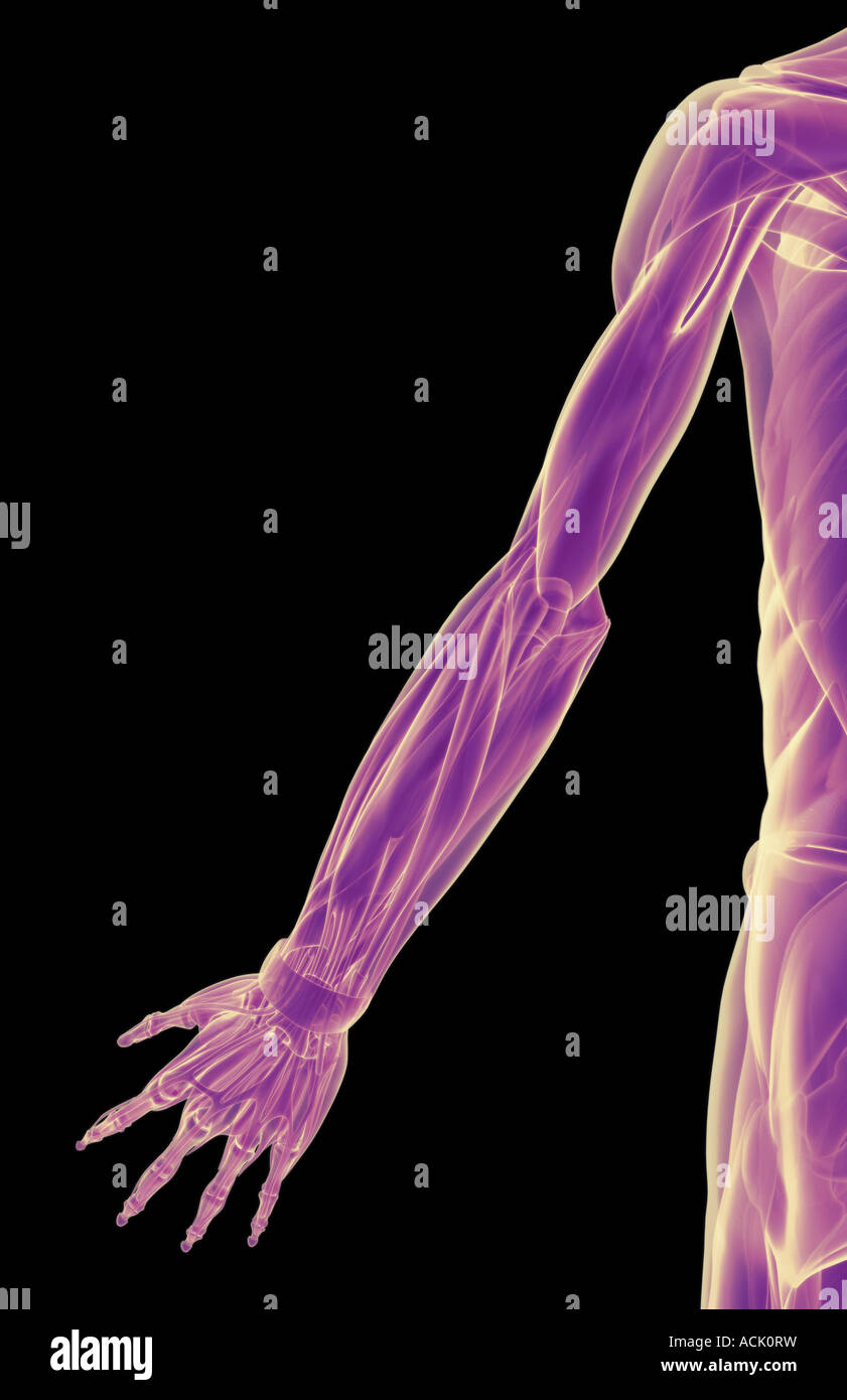 Extensor Pollicis Longus And Brevis Muscles High Resolution Stock ...