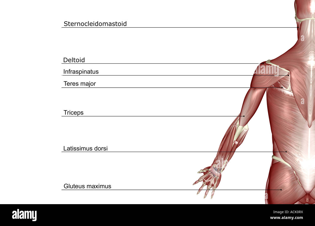 The muscles of the upper limb Stock Photo - Alamy