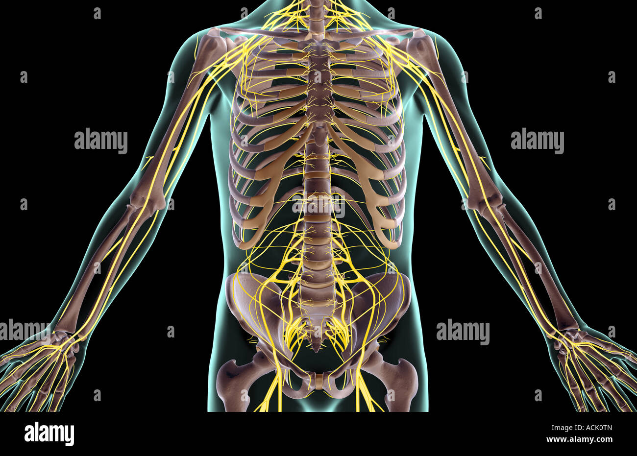 Thoracic Nerves Stock Photos & Thoracic Nerves Stock Images - Alamy