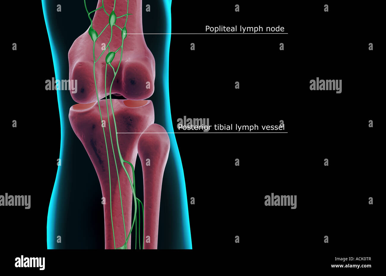 The lymph supply of the knee Stock Photo - Alamy