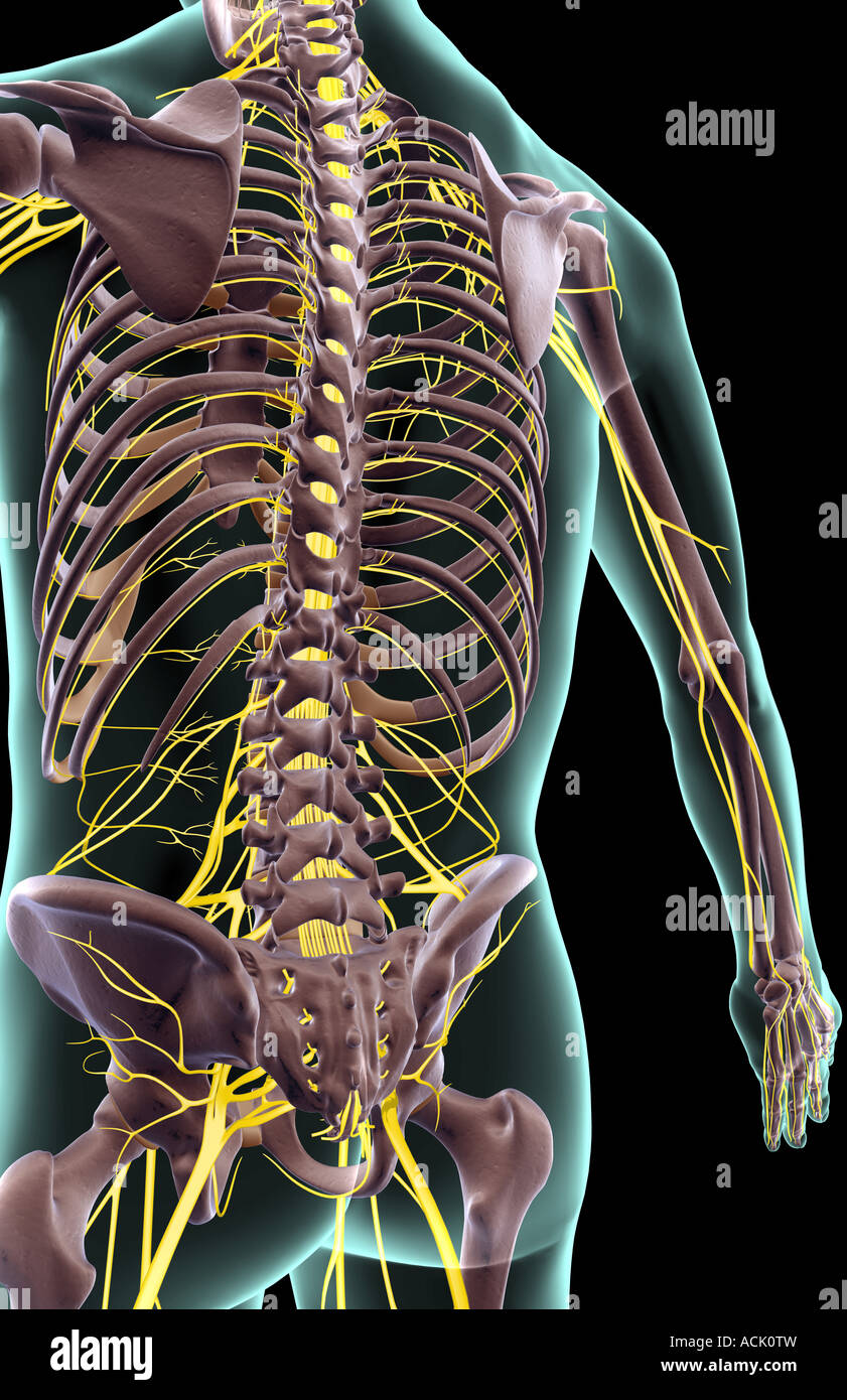 The nerves of the trunk Stock Photo - Alamy