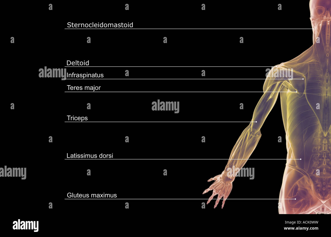 Extensor carpi ulnaris hi-res stock photography and images - Alamy