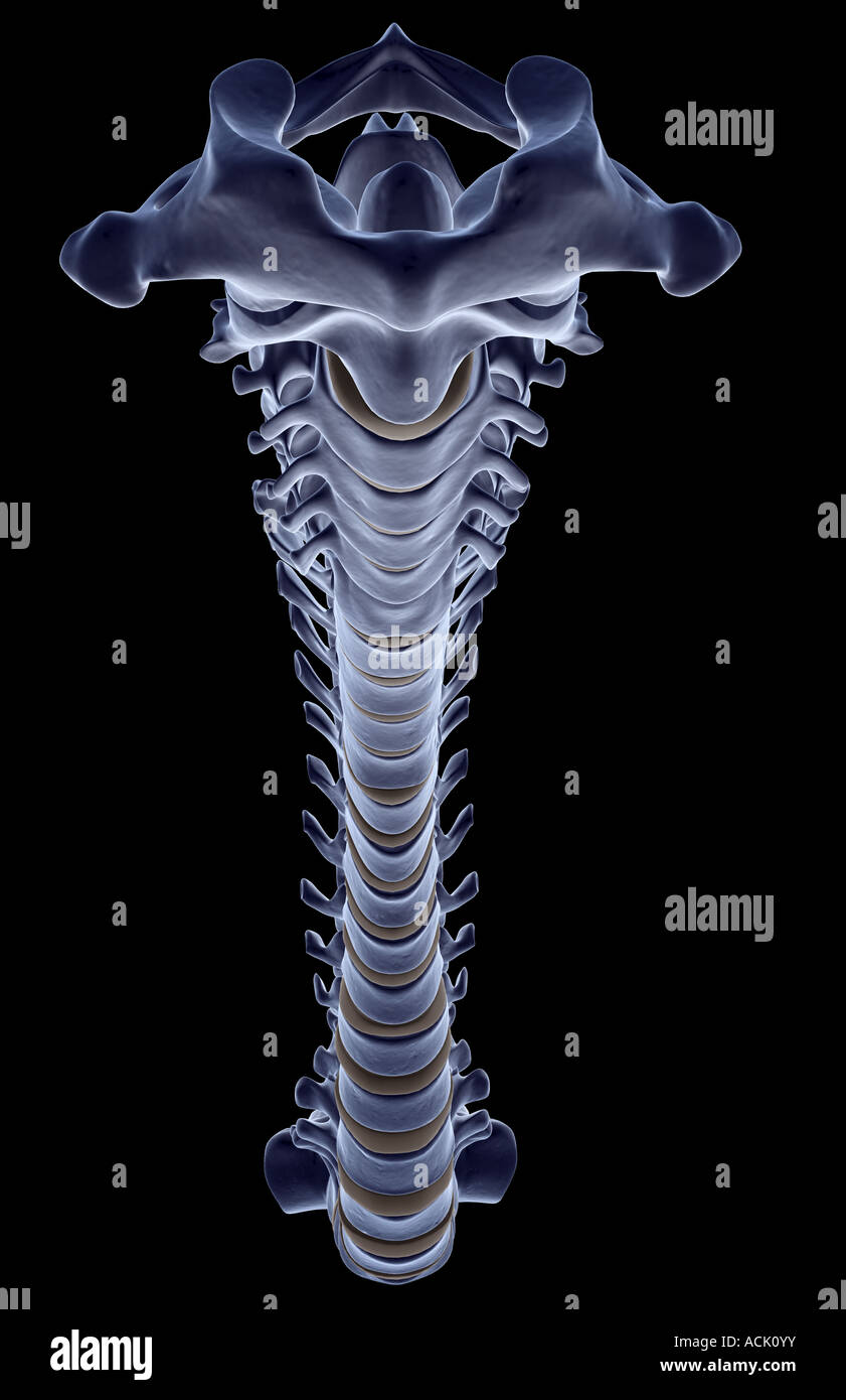 The vertebral column Stock Photo - Alamy