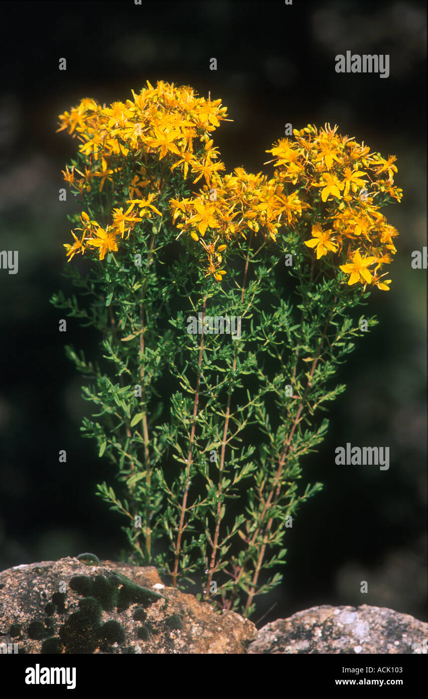 John common hi-res stock photography and images - Alamy