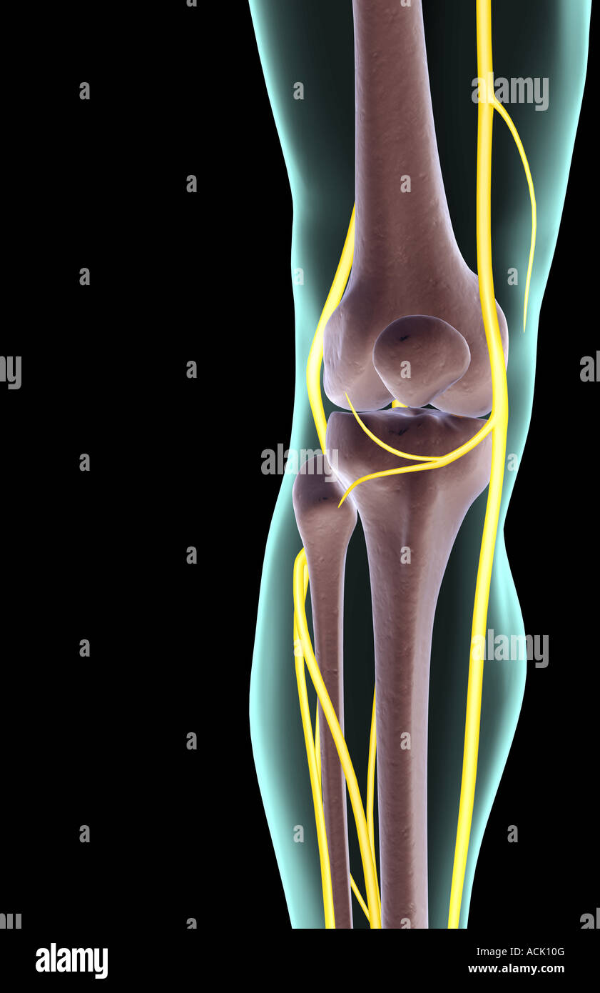 Saphenous Nerve High Resolution Stock Photography and Images - Alamy