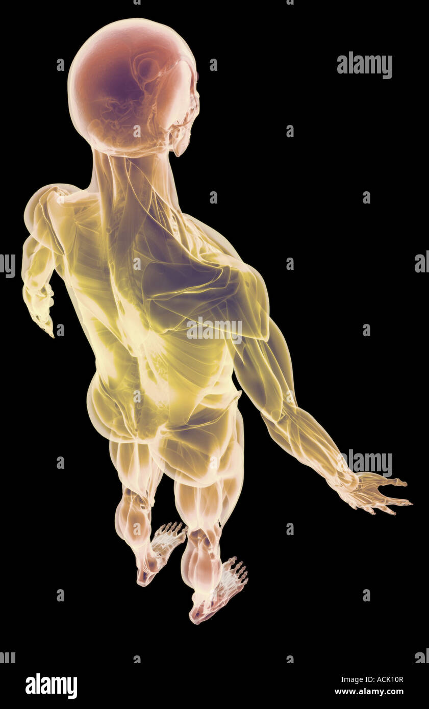The muscular system Stock Photo - Alamy