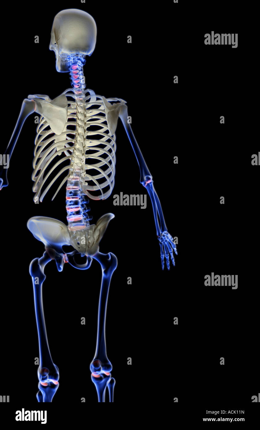 The bones of the upper body Stock Photo - Alamy