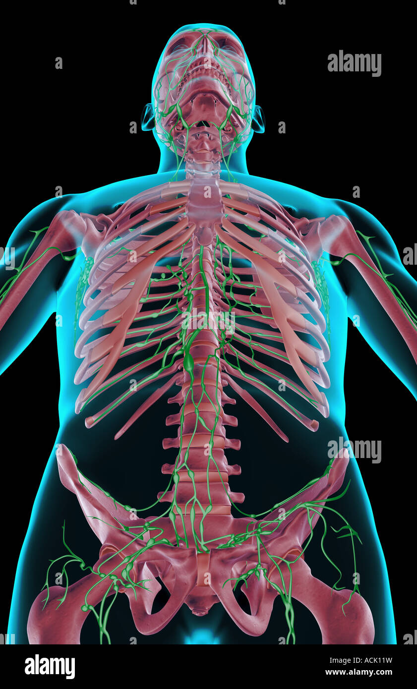 Lumbar lymph nodes hi-res stock photography and images - Alamy