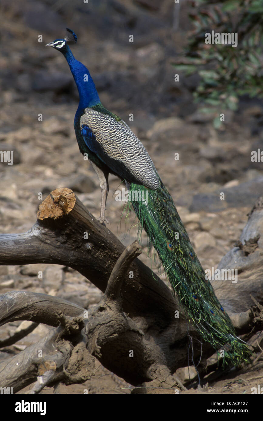 Common male peafowl on perch Pavo cristatus Ranthambore NP Rajasthan ...