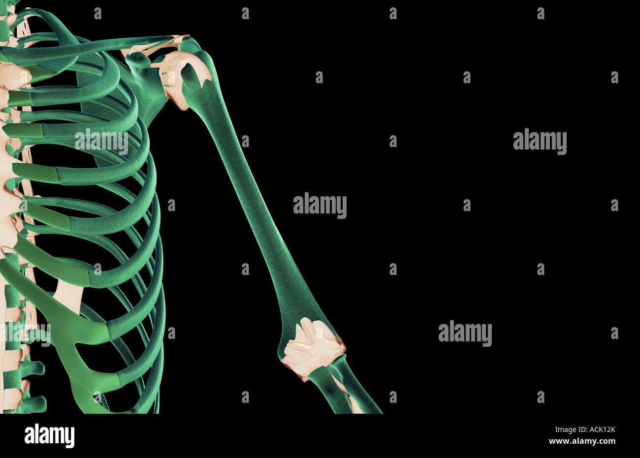 The ligaments of the shoulder and upper arm Stock Photo - Alamy