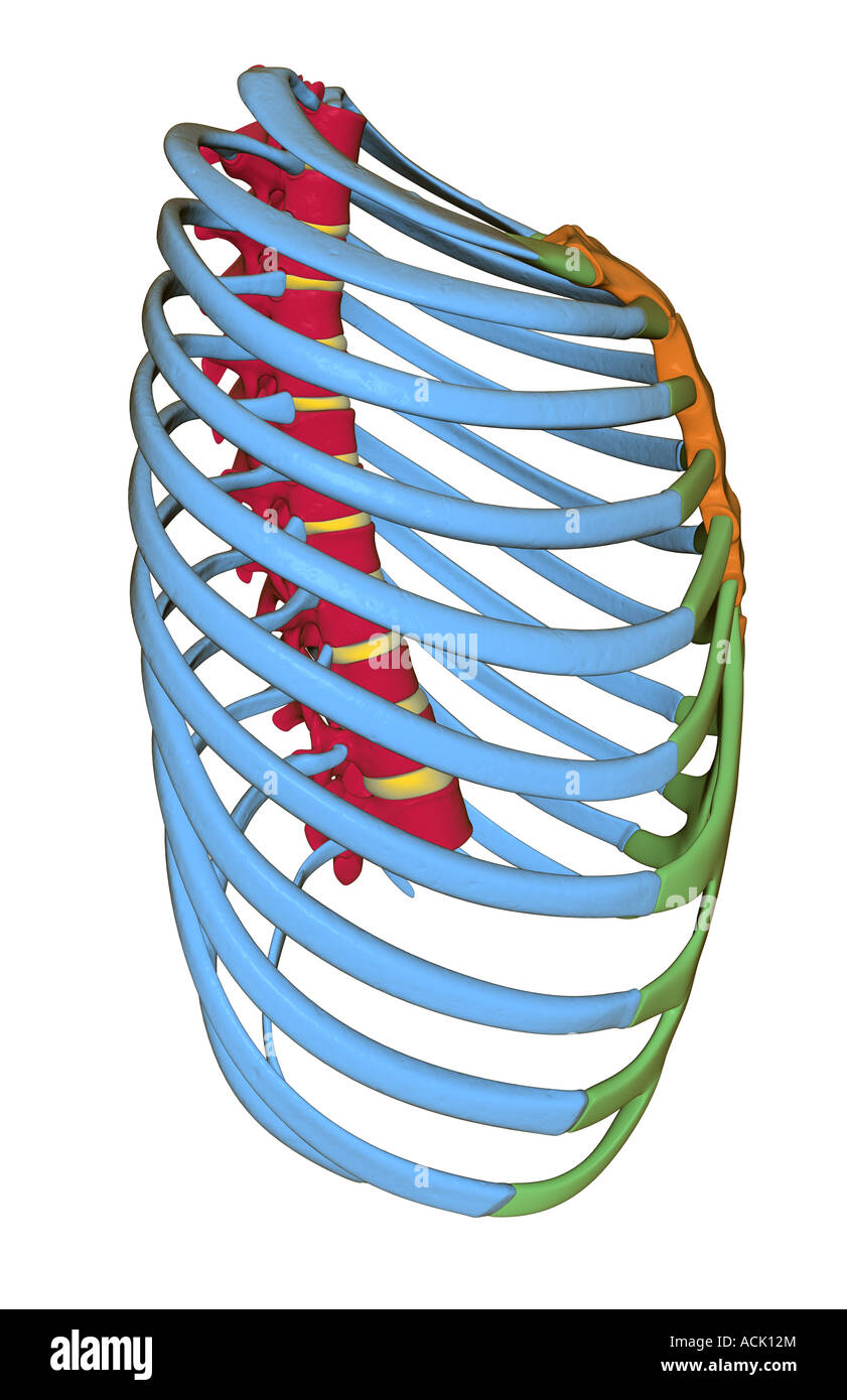Bones of the thorax hi-res stock photography and images - Alamy