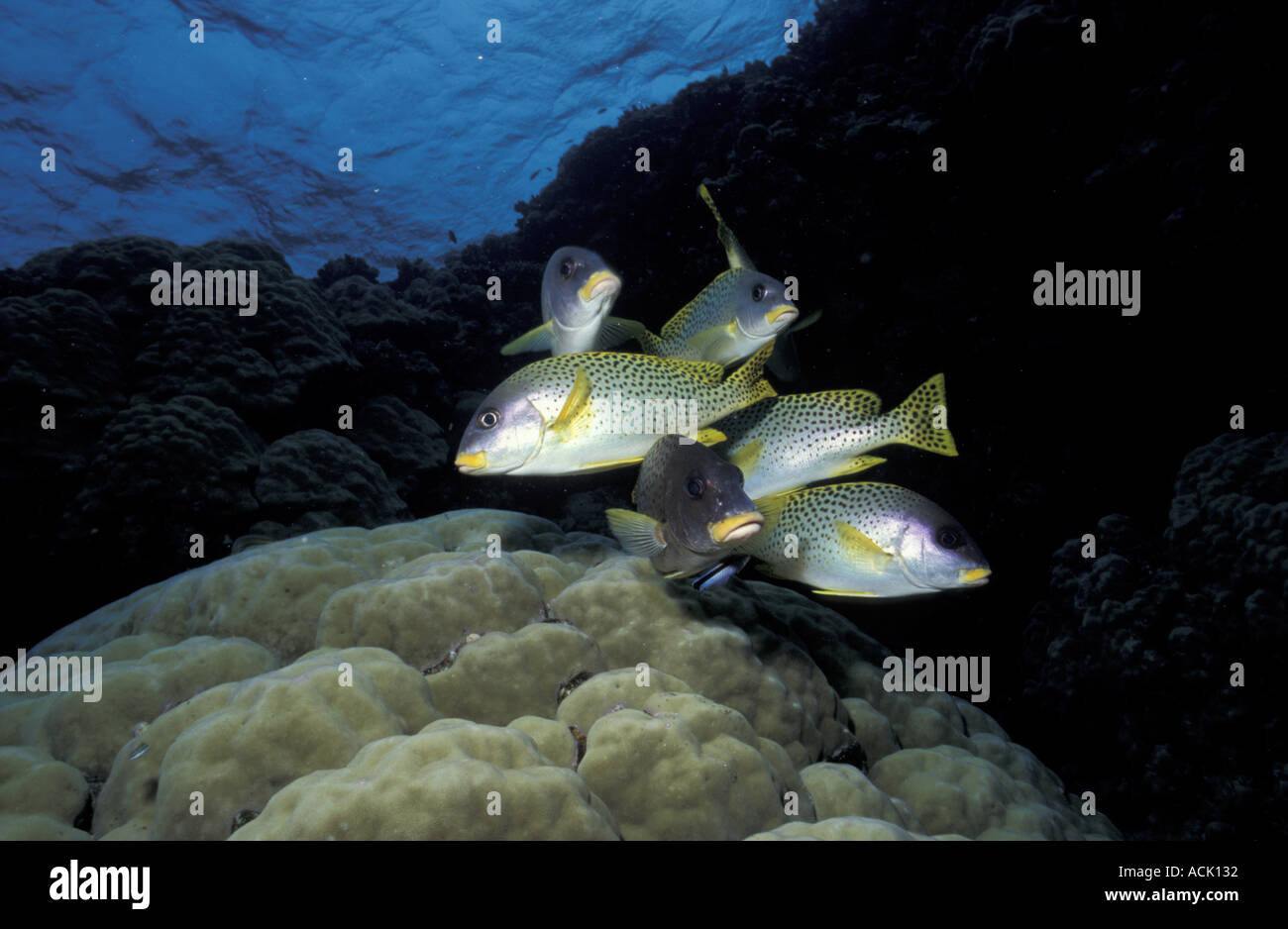 Black spotted sweetlips Grunts Plectorhynchus gaterinus Sudan Red Sea ...