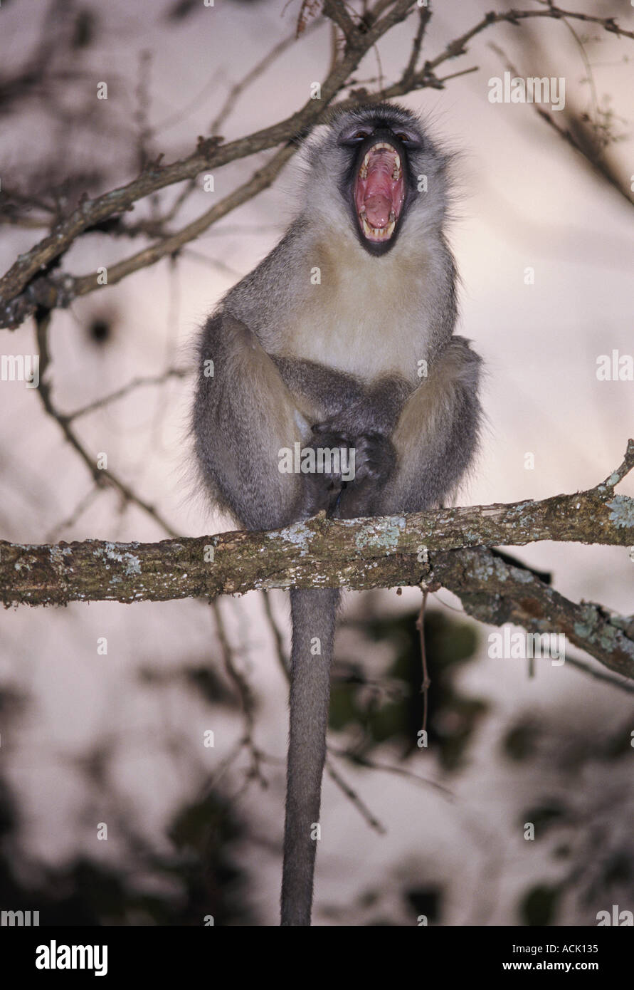 Vervet monkey barking hi-res stock photography and images - Alamy