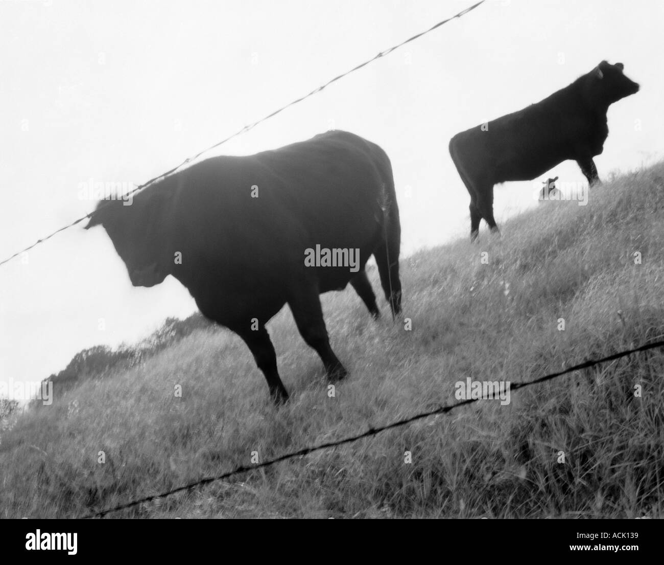 Standing two small Black and White Stock Photos & Images - Alamy