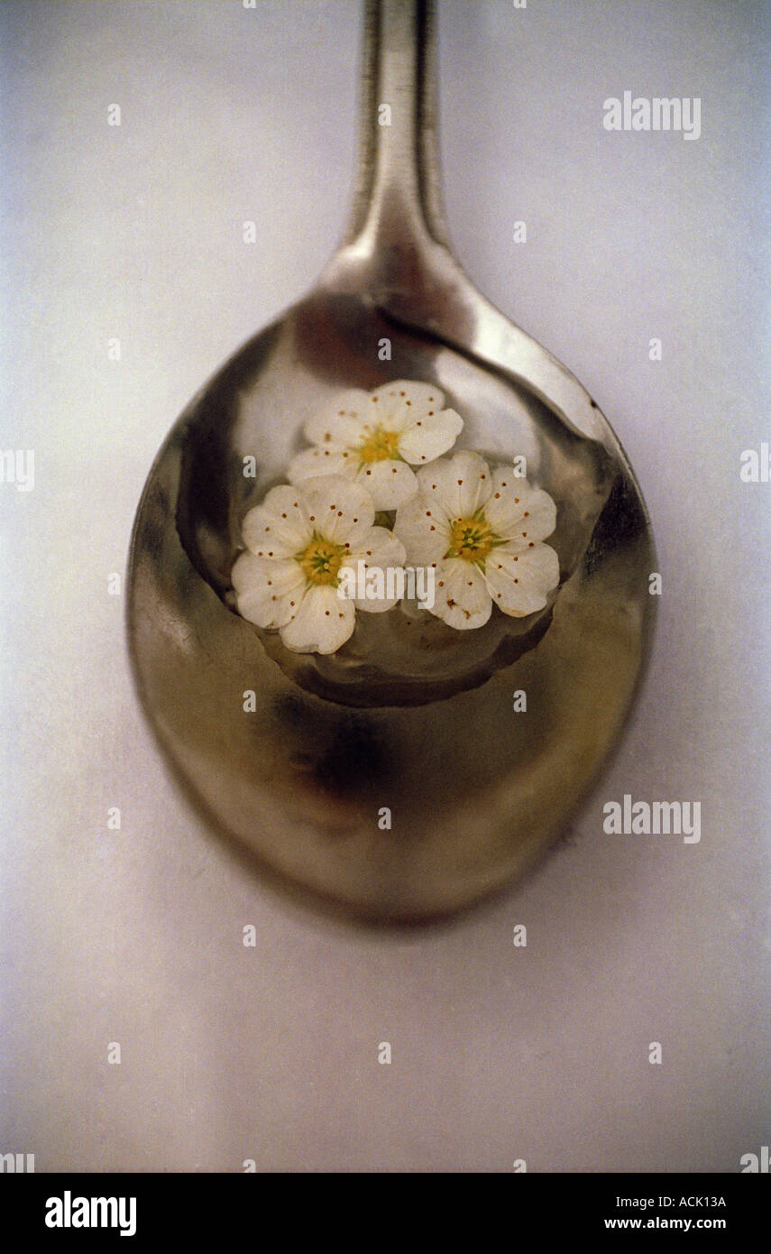 Flower petals floating in a spoon Stock Photo - Alamy