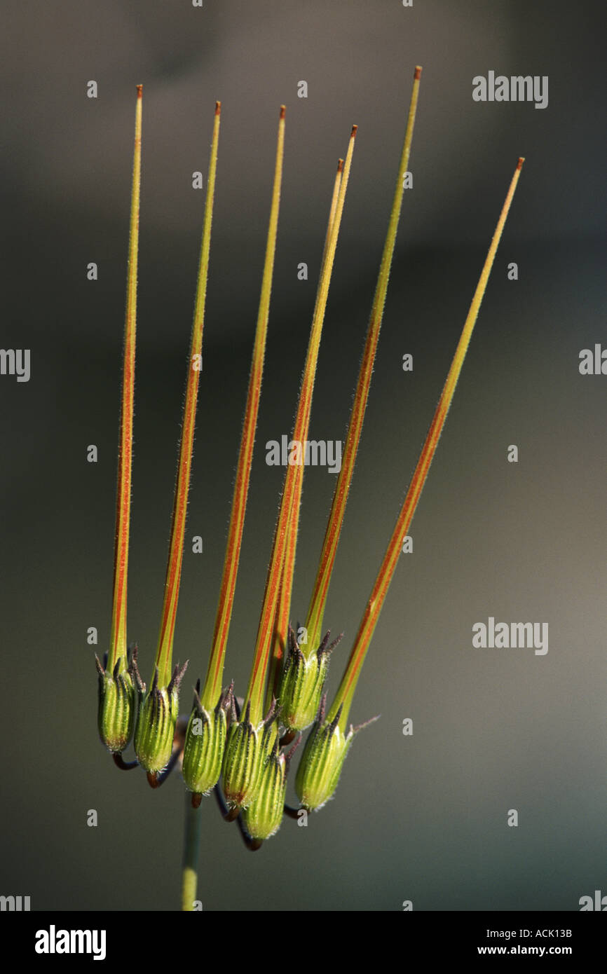 Common storksbill seed Erodium cicutarium Spain Stock Photo - Alamy