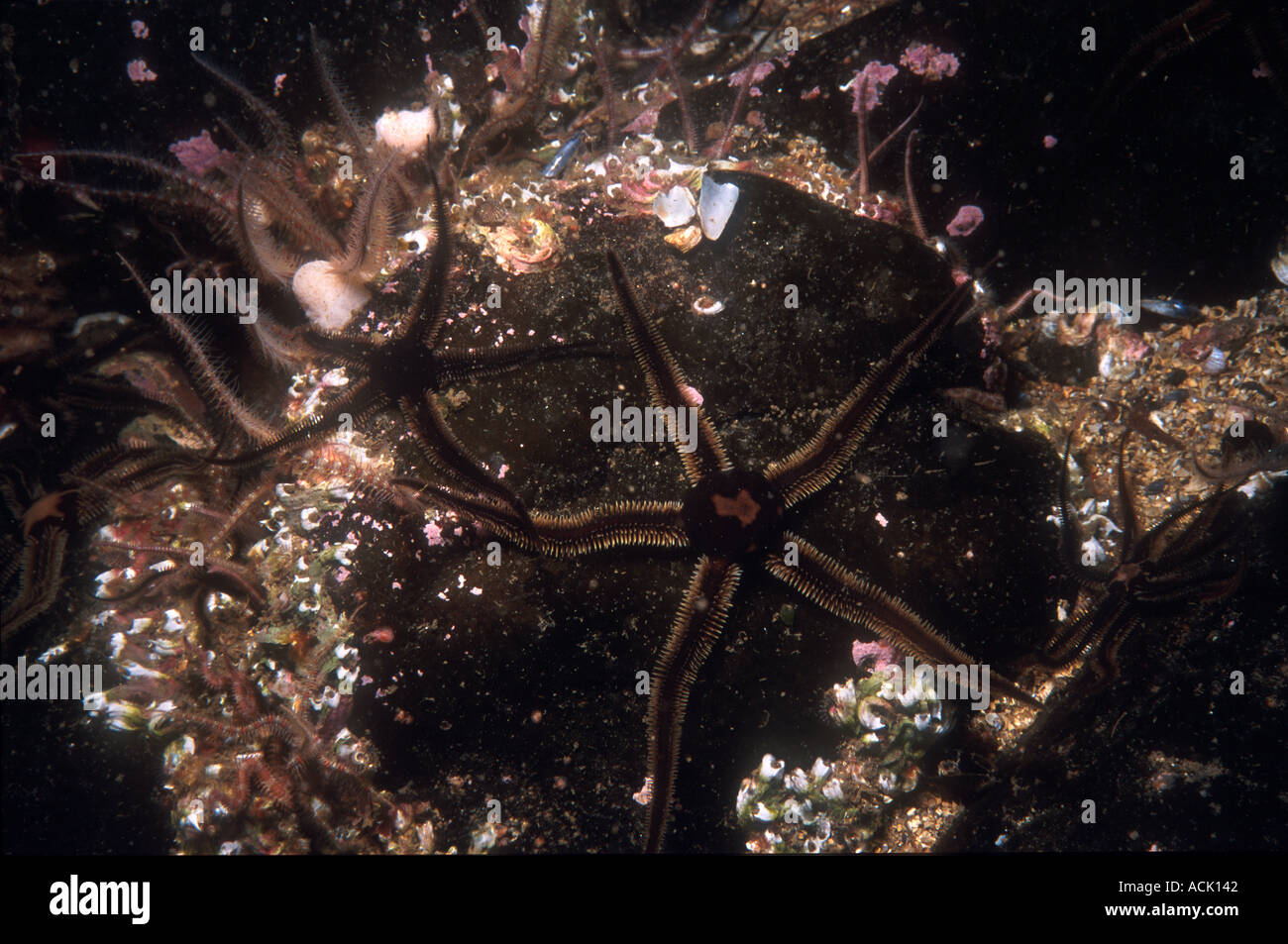 Black Brittlestars High Resolution Stock Photography and Images - Alamy