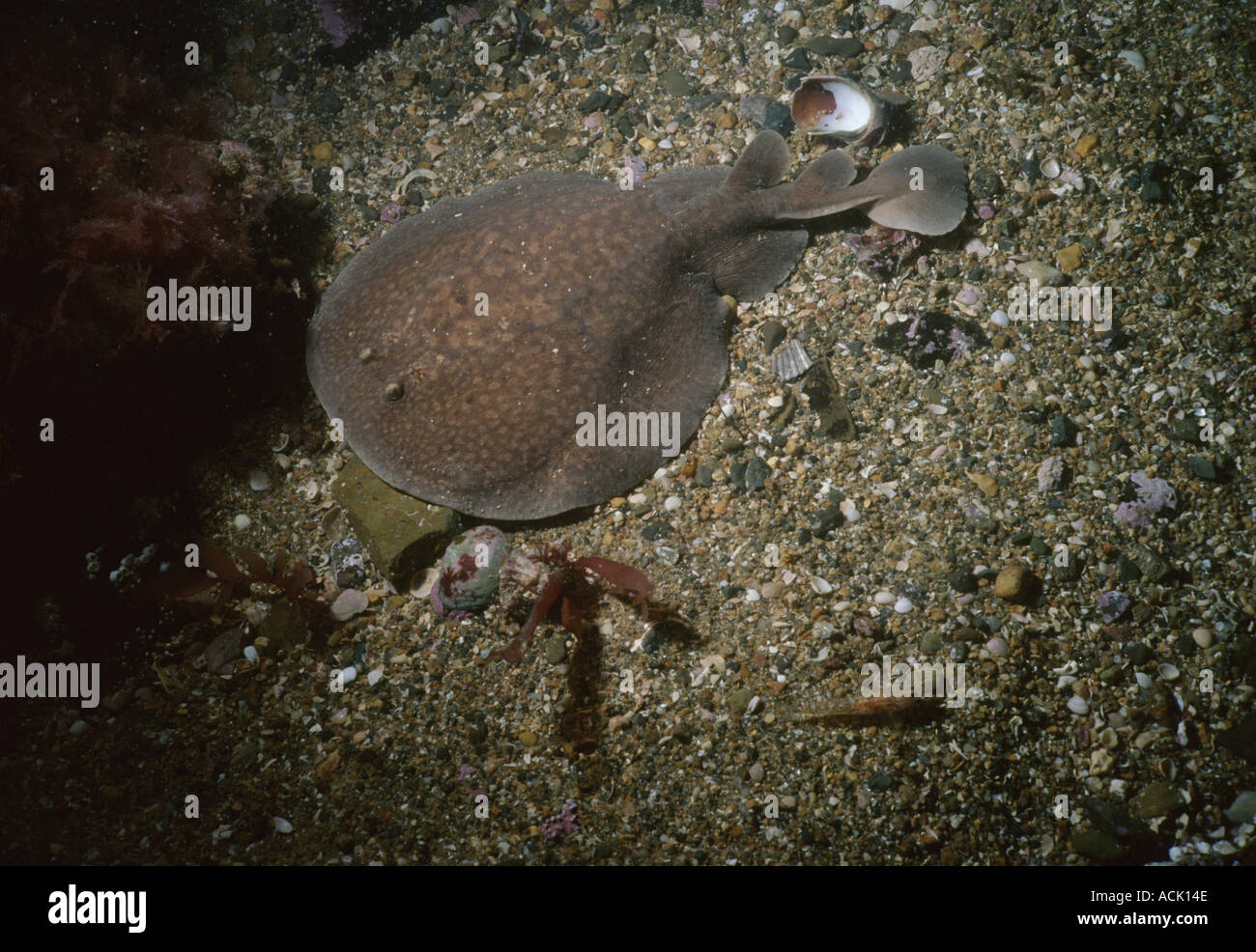 Torpedo marmorata hi-res stock photography and images - Alamy