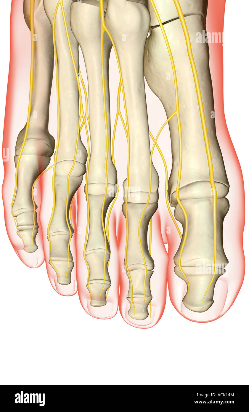 Dorsal digital nerves hi-res stock photography and images - Alamy