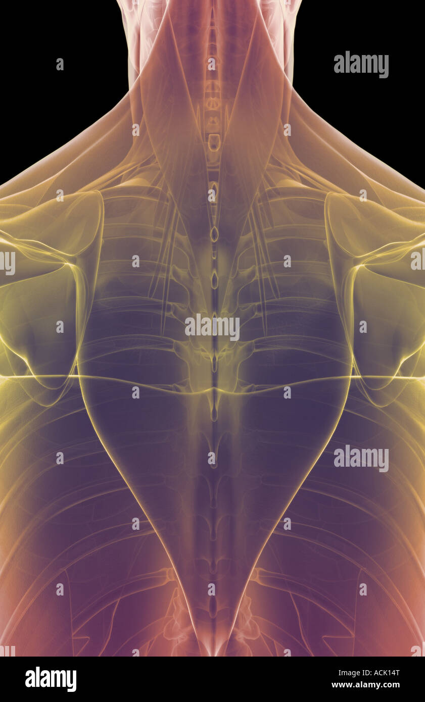 The muscles of the upper body Stock Photo - Alamy