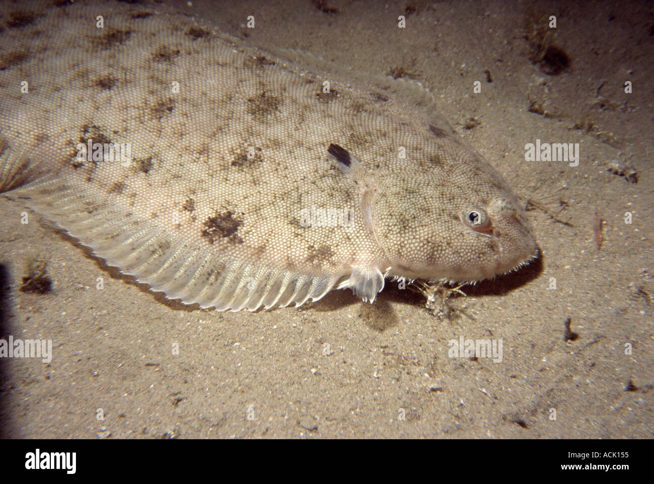 Dover sole fish on seabed Solea solea Jersey Channel Is UK Stock Photo ...