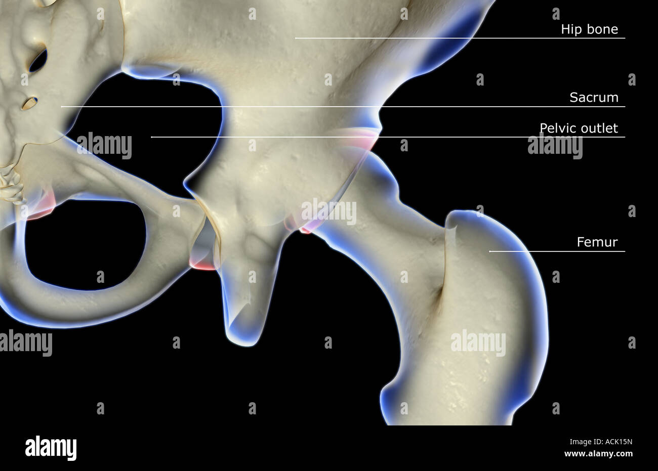 The bones of the hip Stock Photo - Alamy