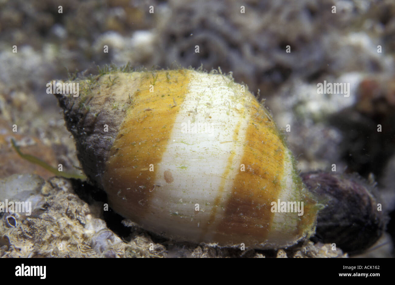 Atlantic dog whelk hi-res stock photography and images - Alamy