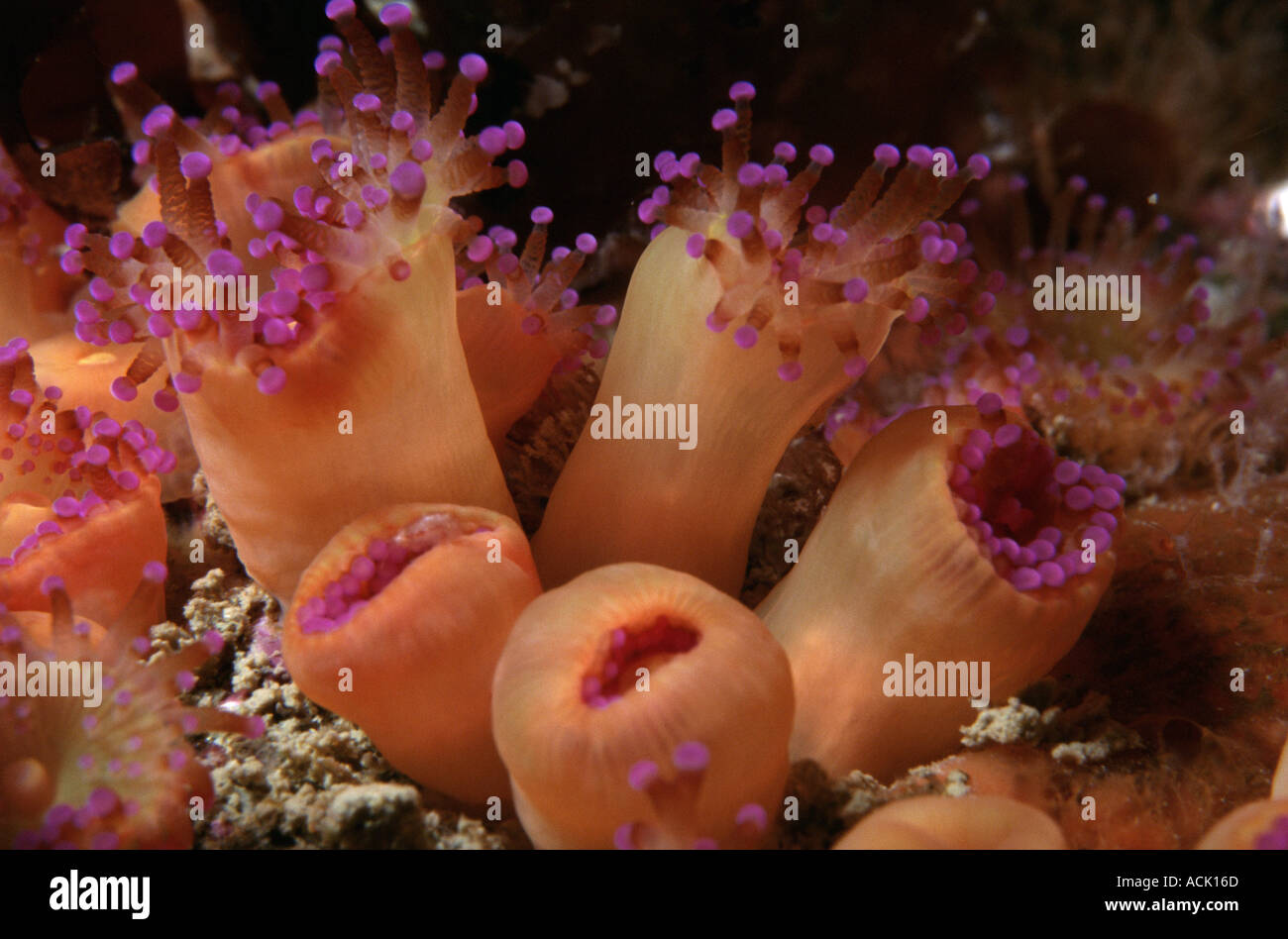 Jewel anemones Corynactis viridis Sark Channel Is UK Stock Photo - Alamy
