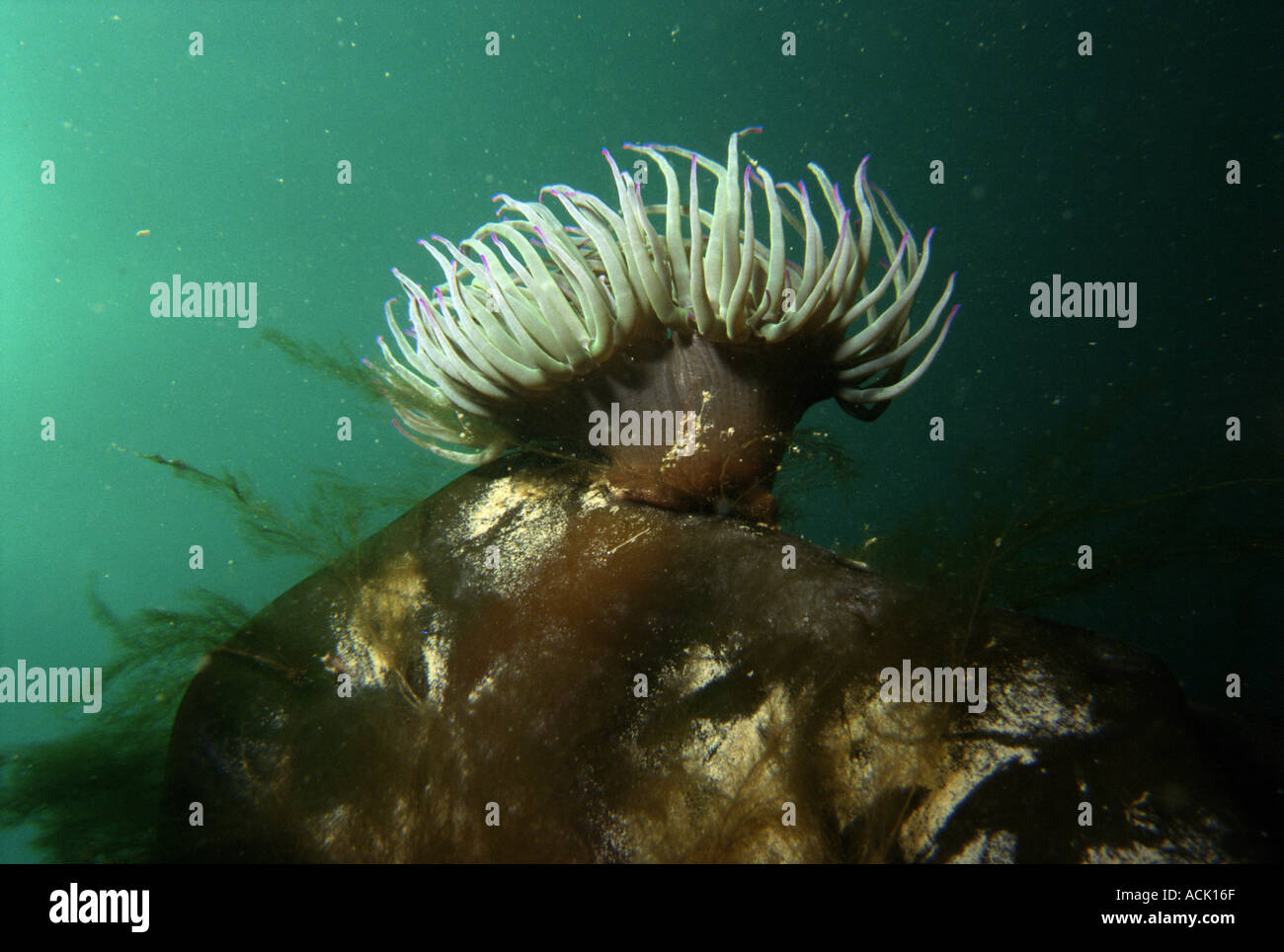Snakeslock anemone Anemonia viridis Jersey Channel Is UK Stock Photo ...
