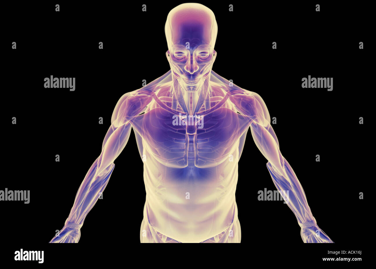 Upper chest muscles anatomy hi-res stock photography and images - Alamy