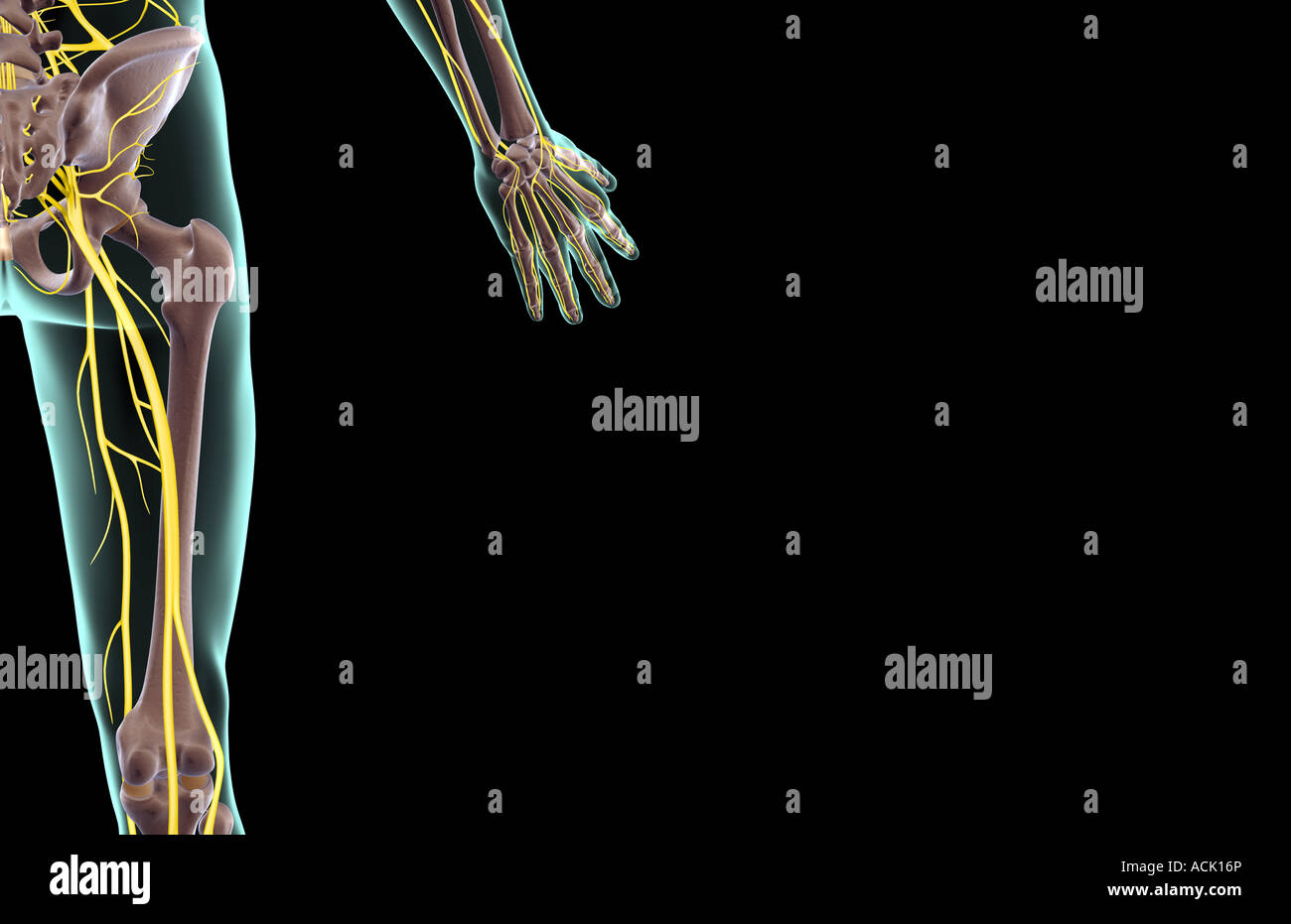 Nerves Hip High Resolution Stock Photography and Images - Alamy