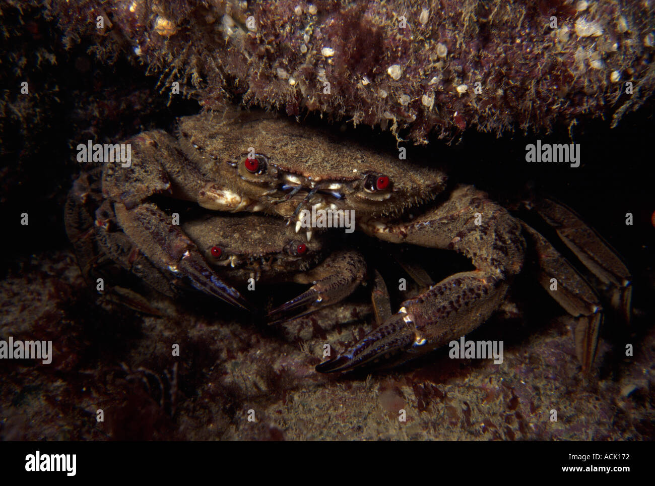 Velvet swimming crab pair male guarding female Liocarcinus puber Jersey ...