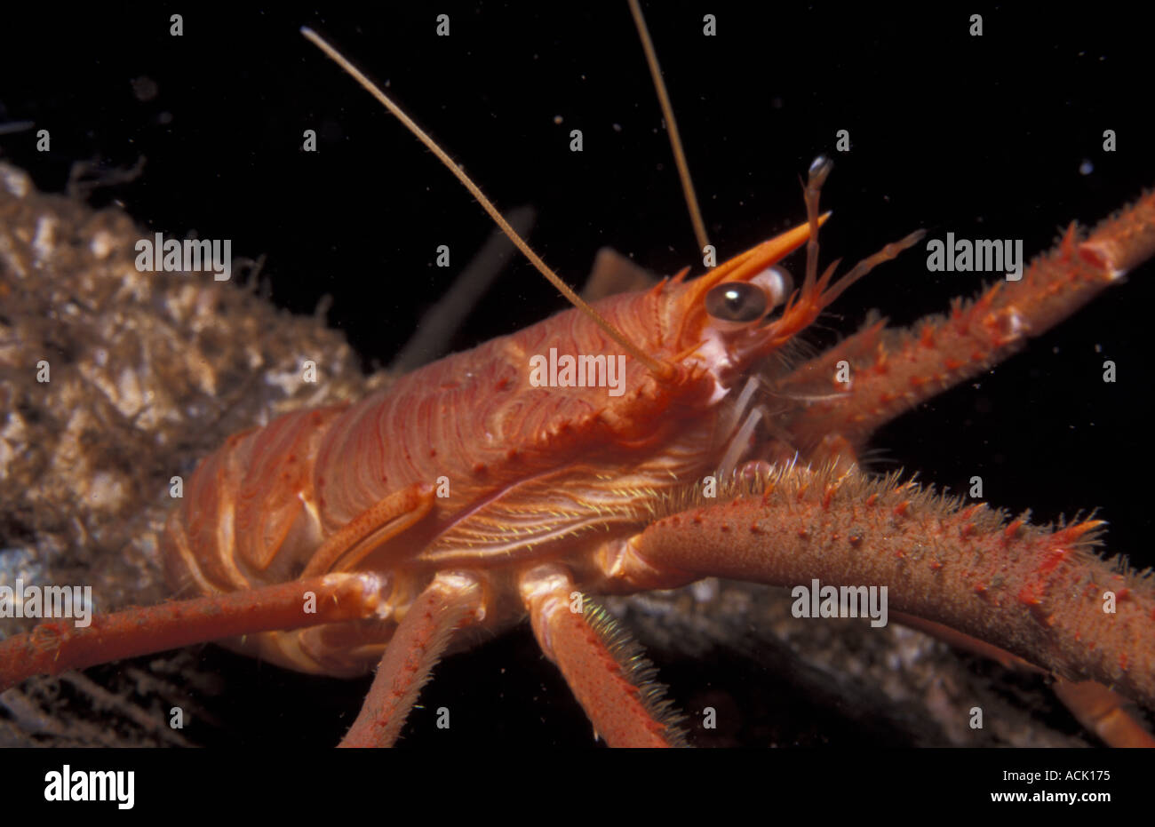 Long clawed squat lobster Munida rugosa Loch Linnhe Scotland Stock ...