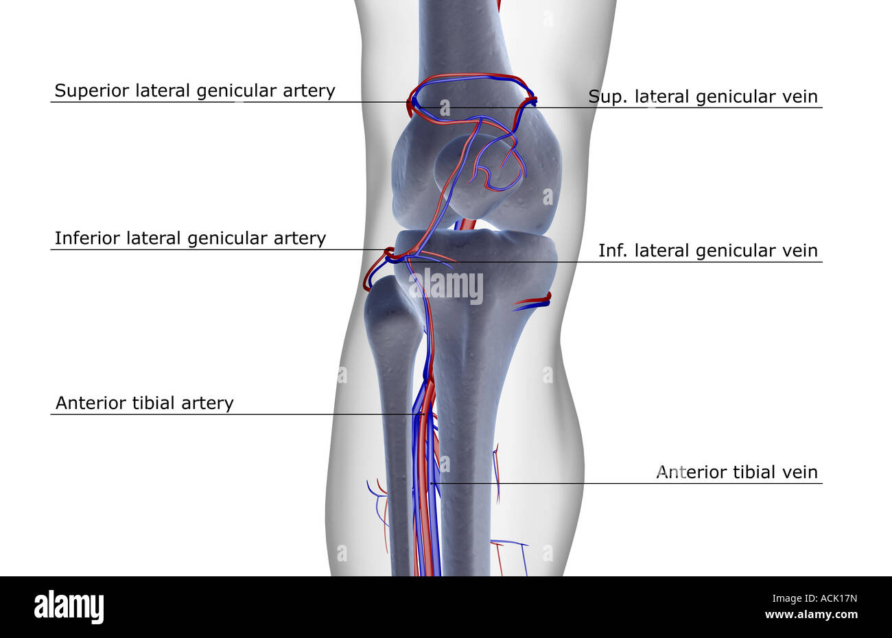 The blood supply of the knee Stock Photo - Alamy