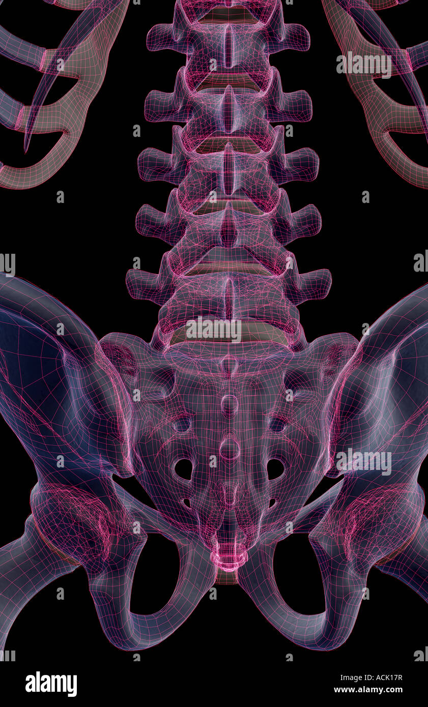 Bones sacral vertebrae hi-res stock photography and images - Alamy