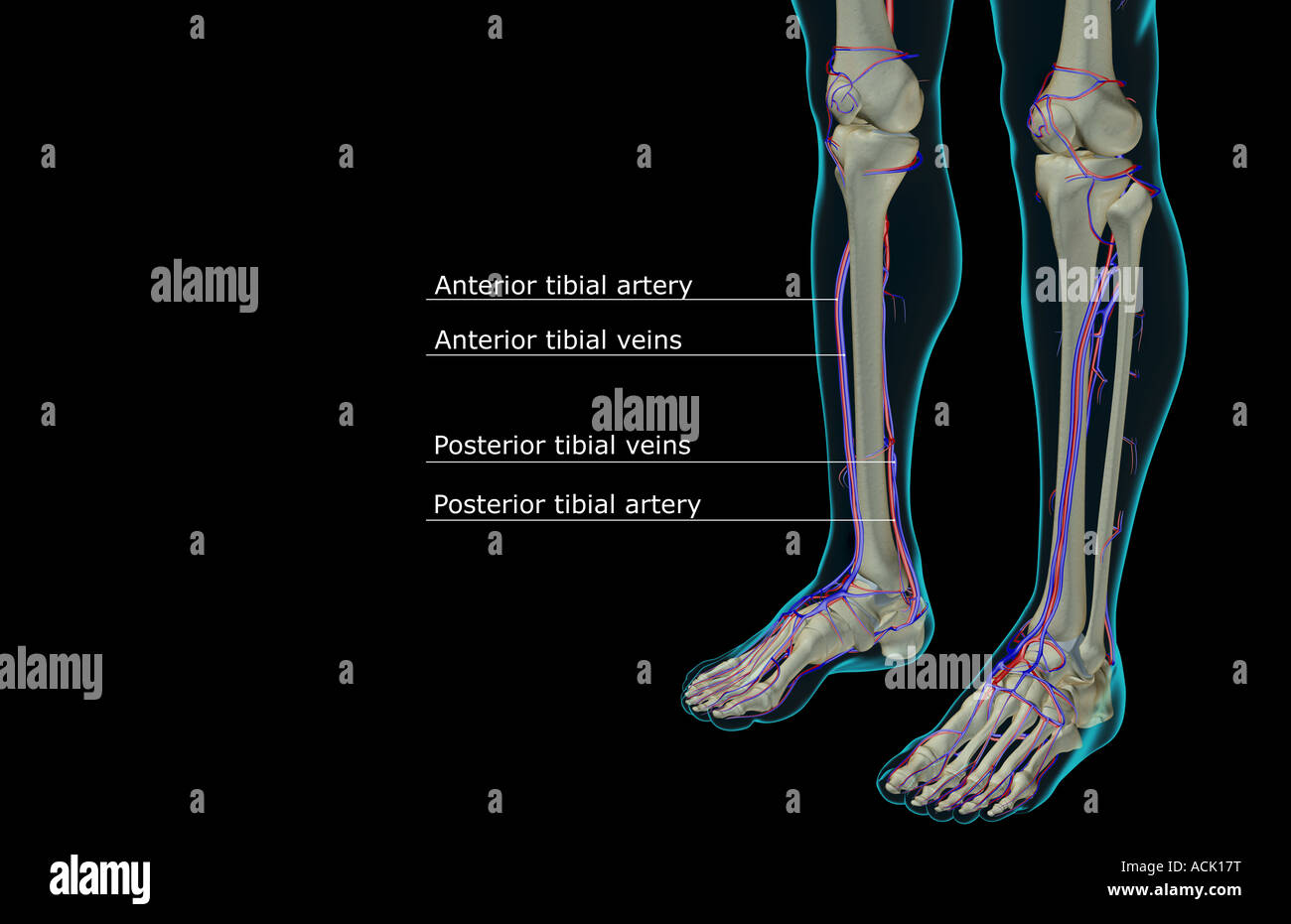 Anterior Tibial Artery Cadaver