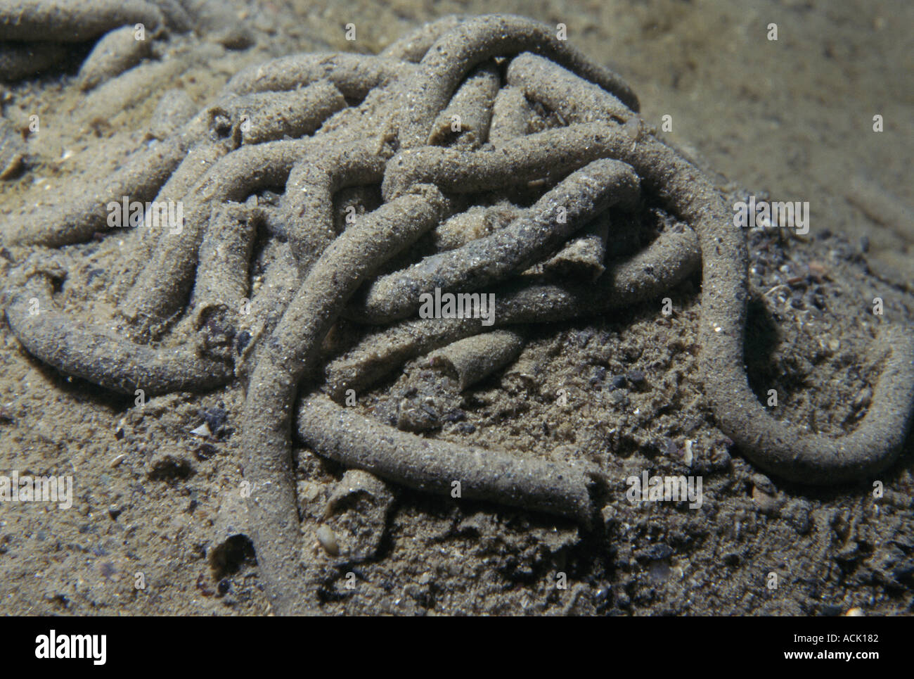 Lugworm cast Arenicola marina Jersey Channel Isles UK Stock Photo - Alamy
