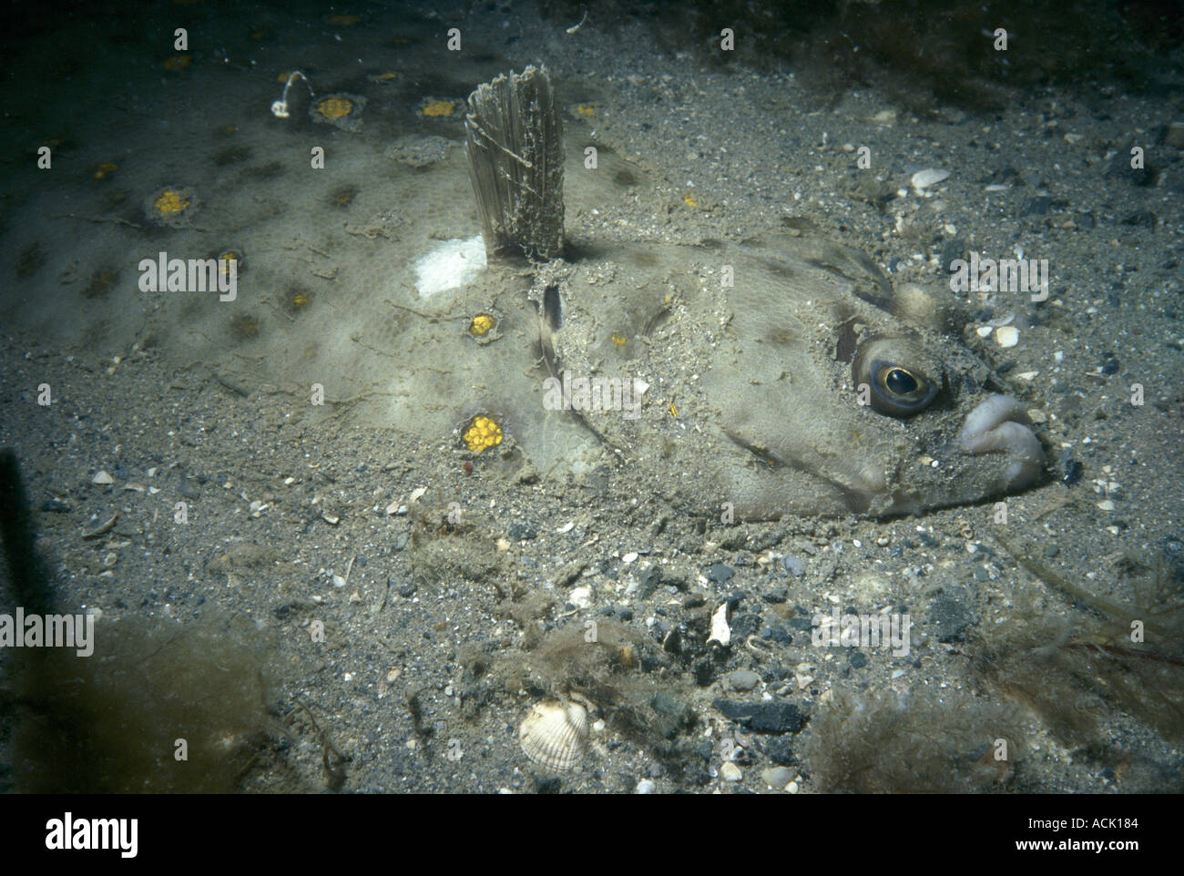 Plaice fish on seabed Pleuronectes platessa Jersey Channel Isles UK ...
