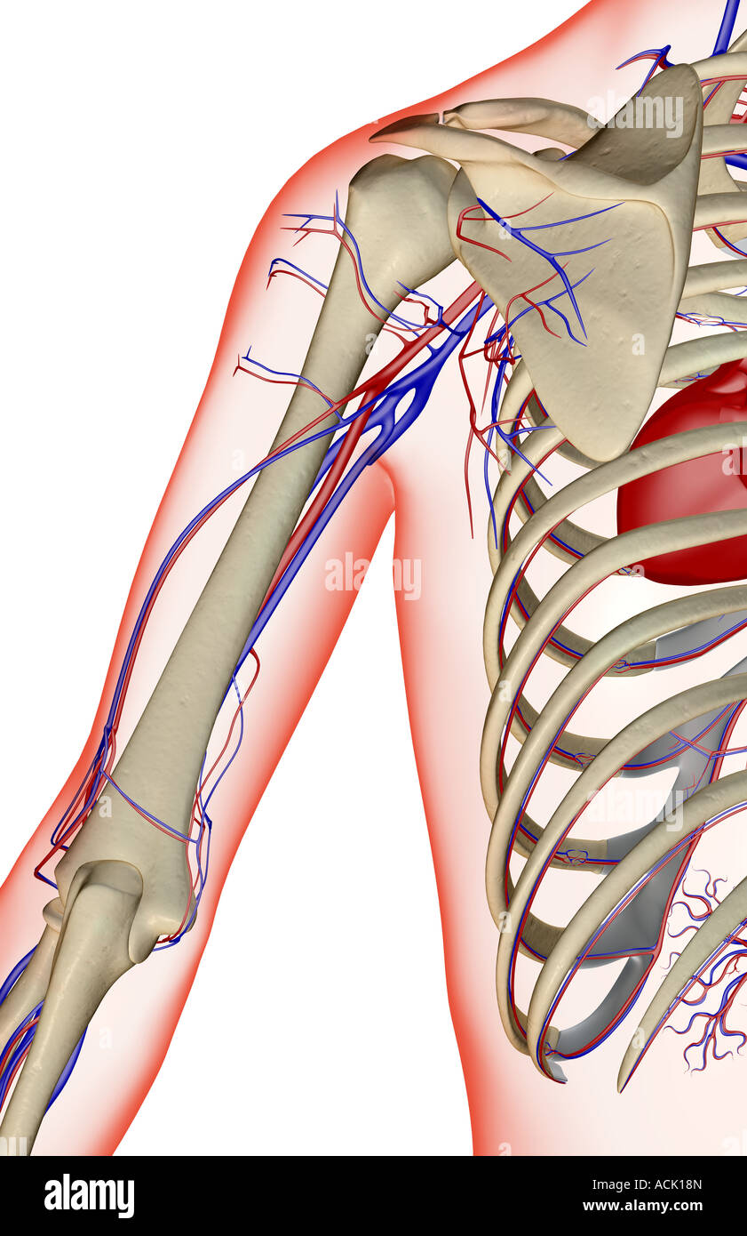 Shoulder Blood Vessels High Resolution Stock Photography and Images - Alamy