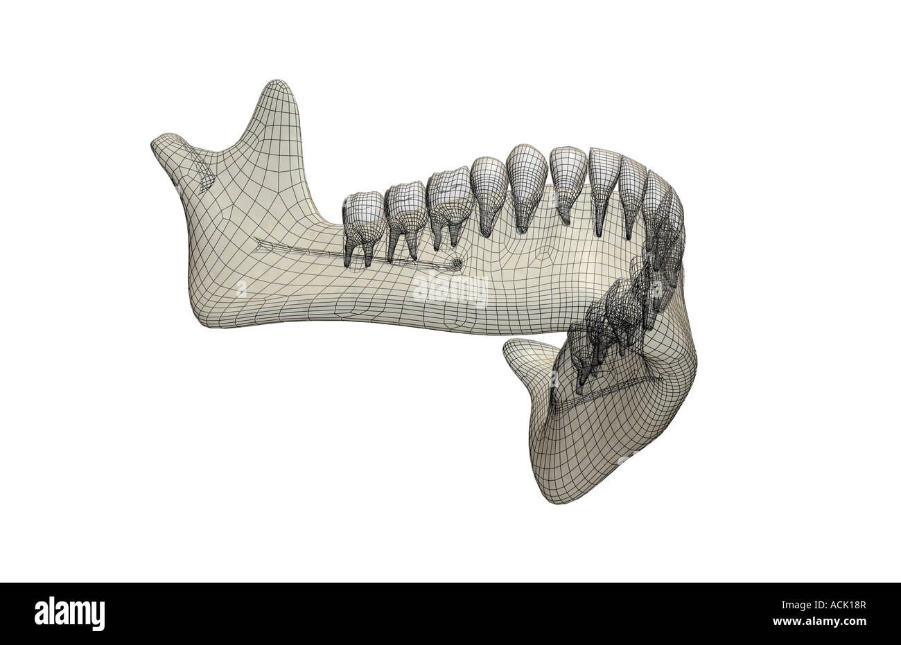 Mylohyoid line hi-res stock photography and images - Alamy