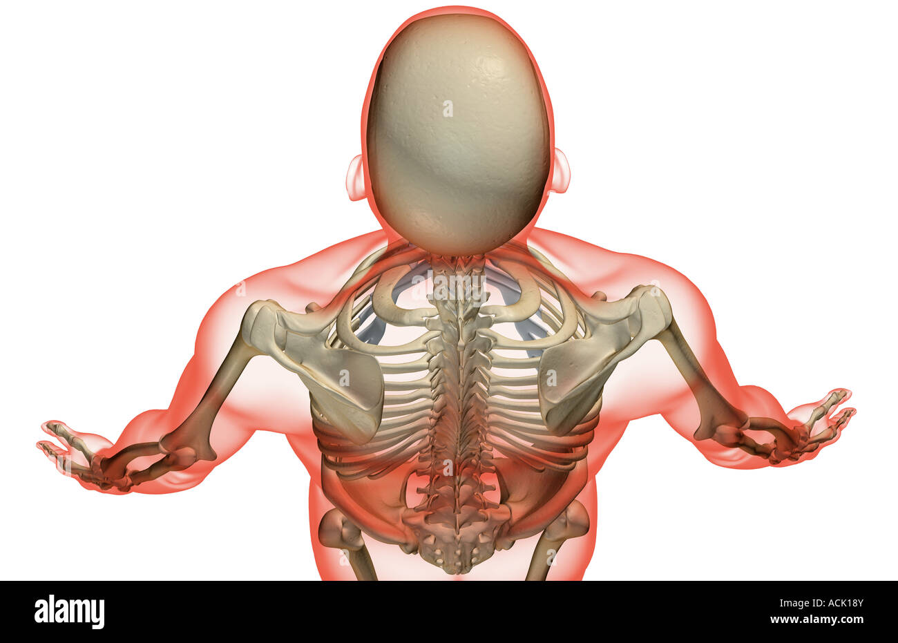 The bones of the head and shoulder Stock Photo - Alamy